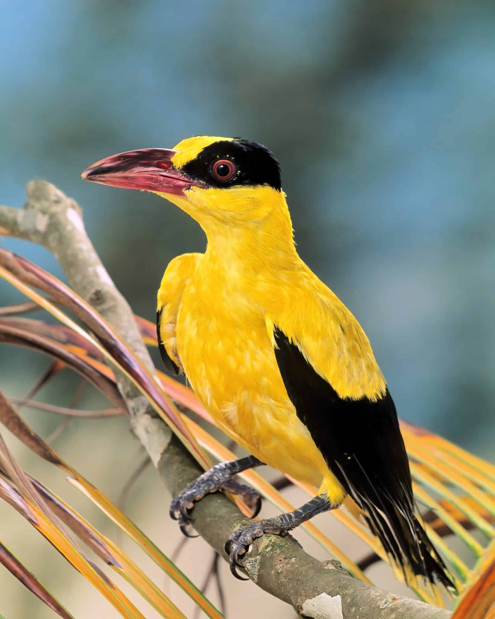 20 Yellow Birds With Black Wings