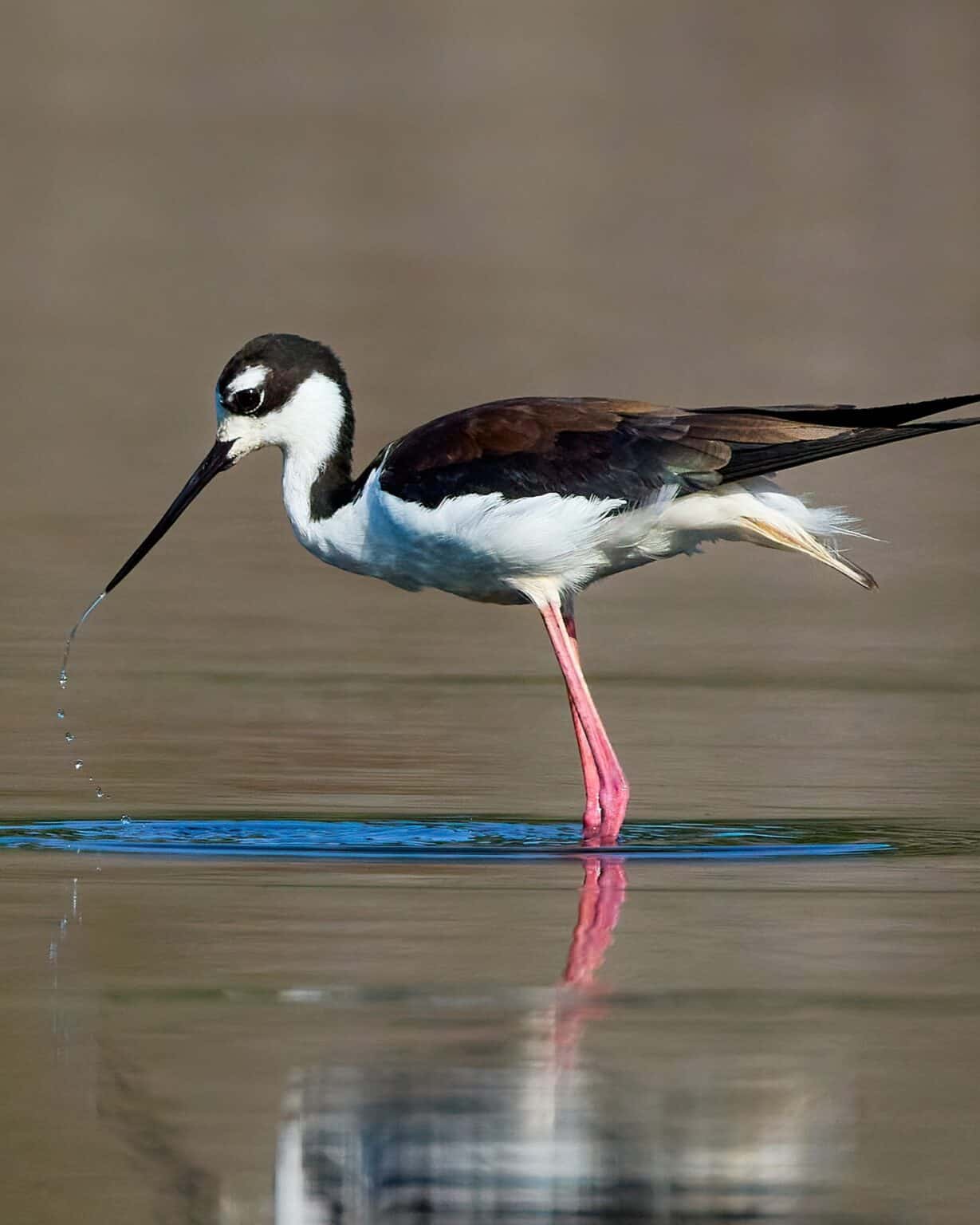 38 Unique Birds With Long Legs