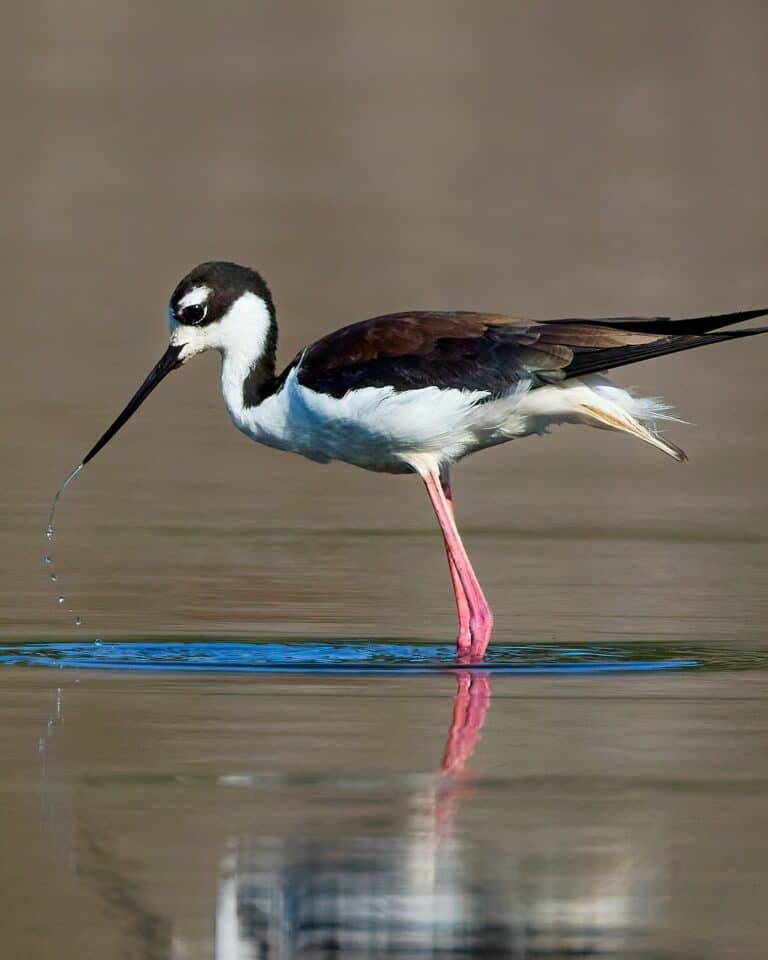 38 Unique Birds With Long Legs