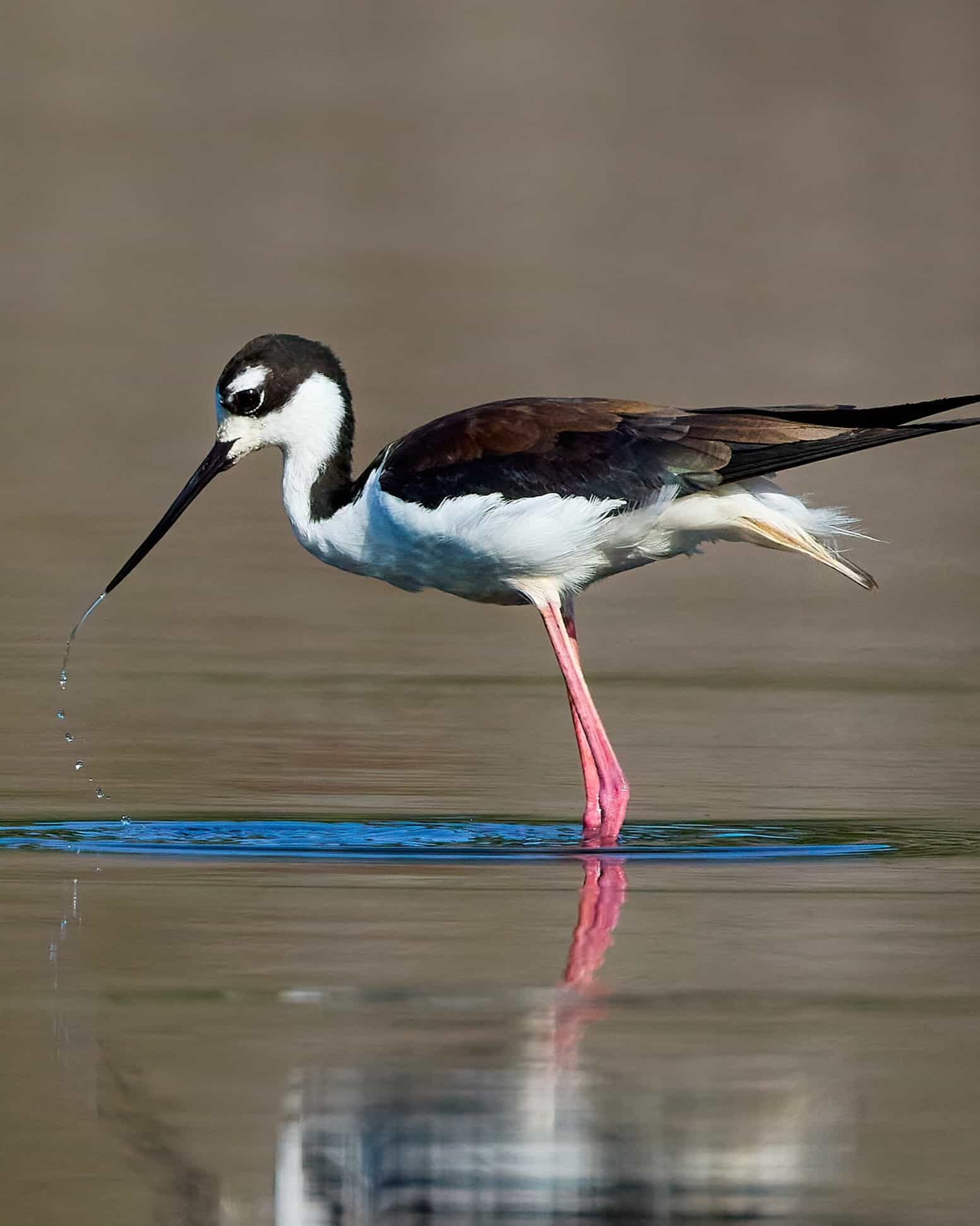 38 Unique Birds With Long Legs