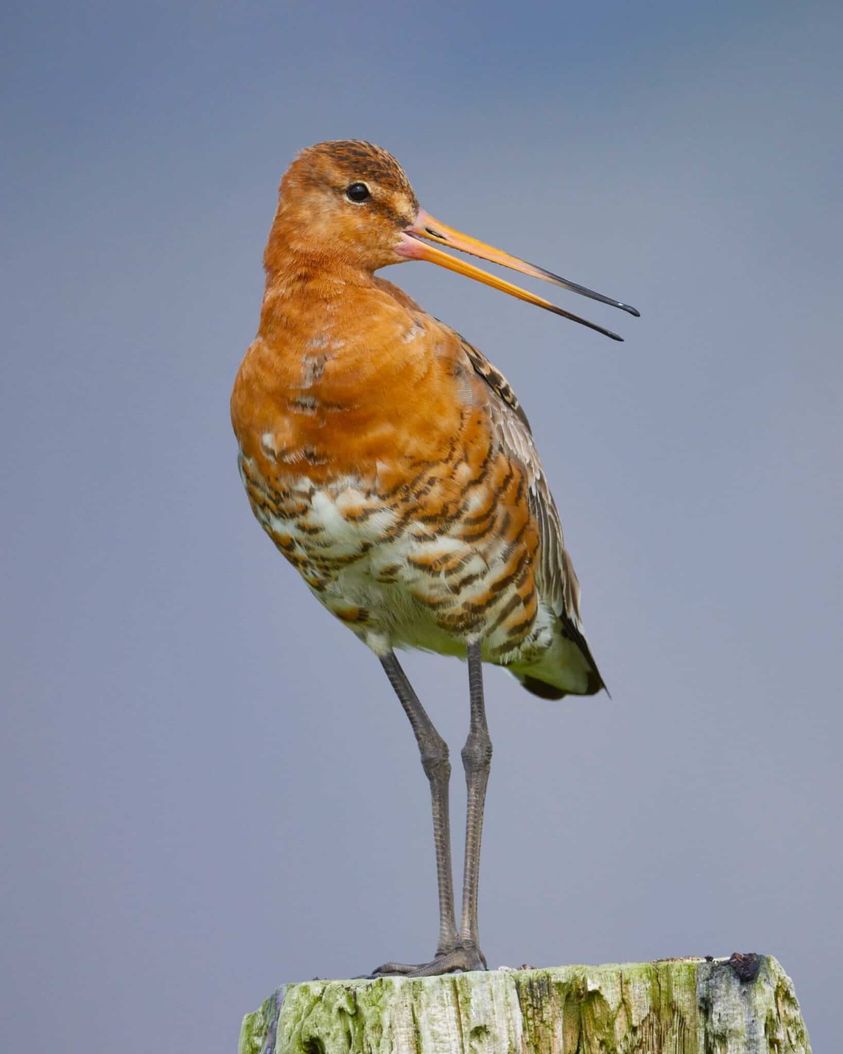 38 Unique Birds With Long Legs