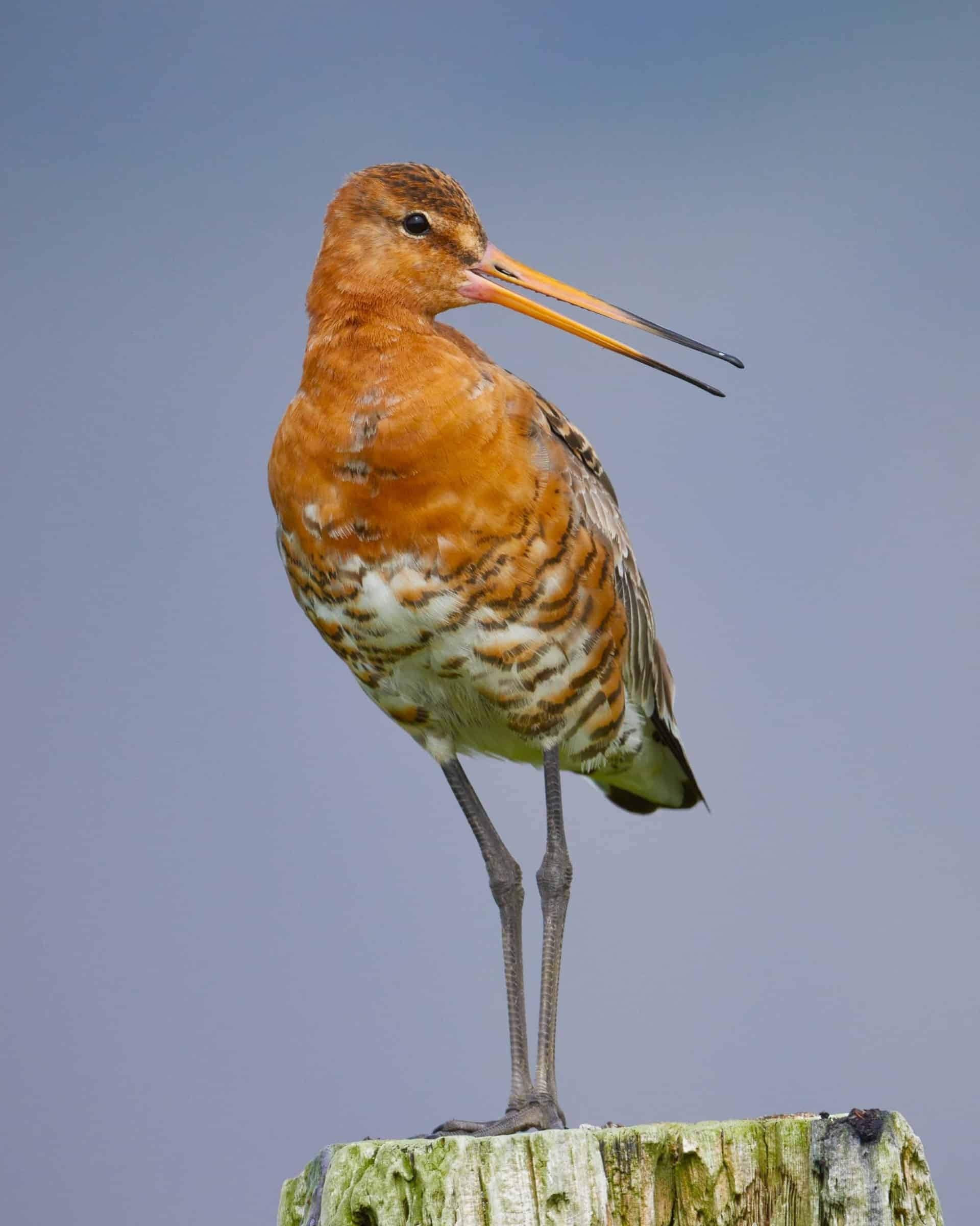 38 Unique Birds With Long Legs