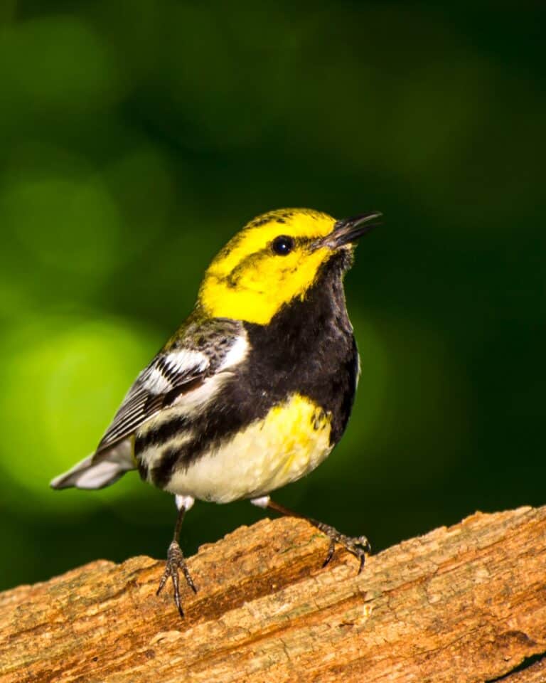 25 Small Yellow Birds to Brighten Your Day