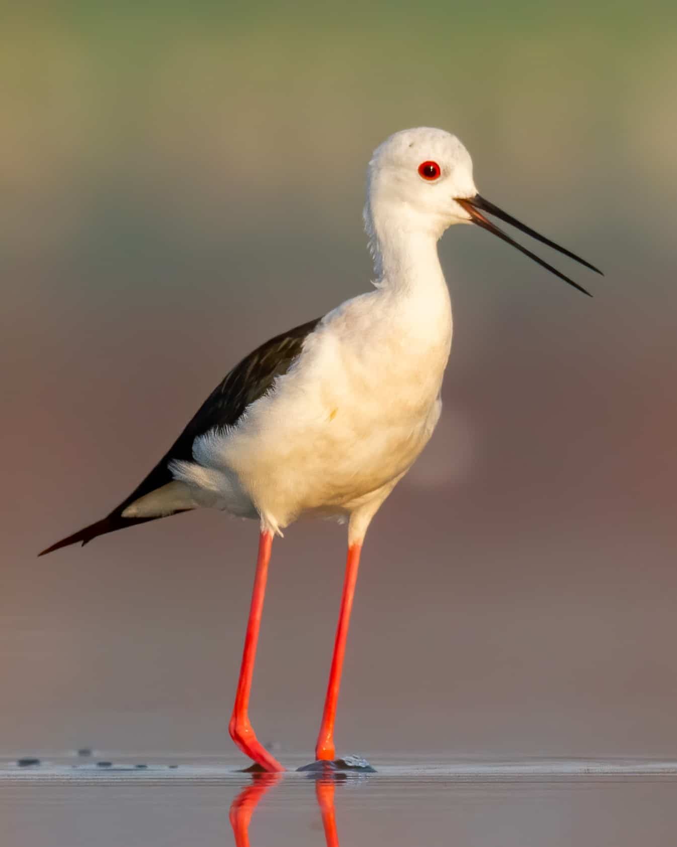 38 Unique Birds With Long Legs