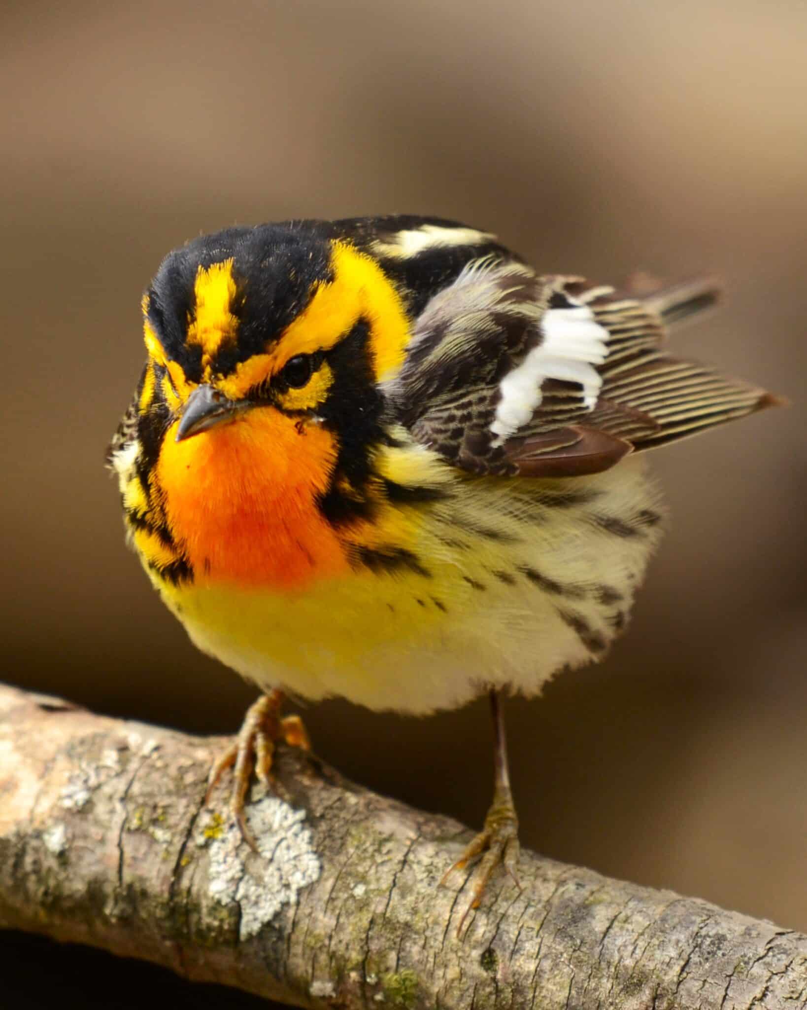 21 Black and Orange Birds (With Pictures)