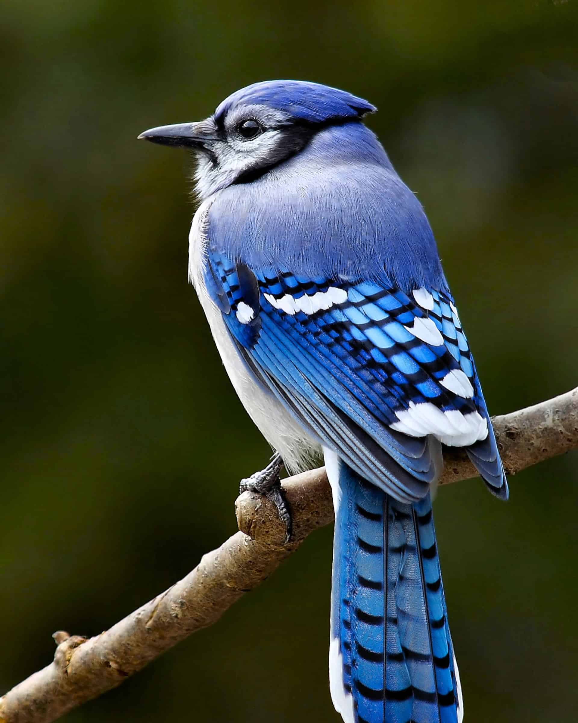 Top 18 Birds With Crests of North America