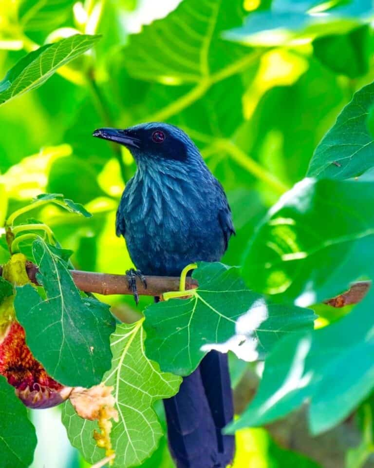 41 Types of Blue Birds (With Pictures & ID Guide)