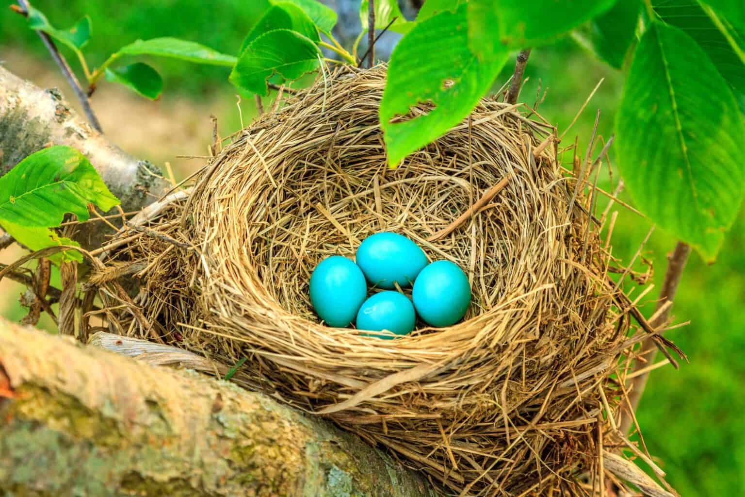 Robin Eggs: All You Need to Know (With Pictures)