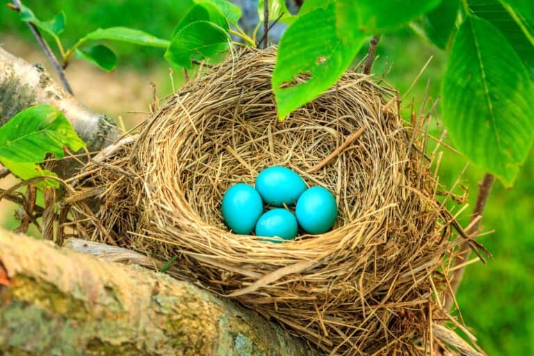 Robin Eggs: All You Need to Know (With Pictures)