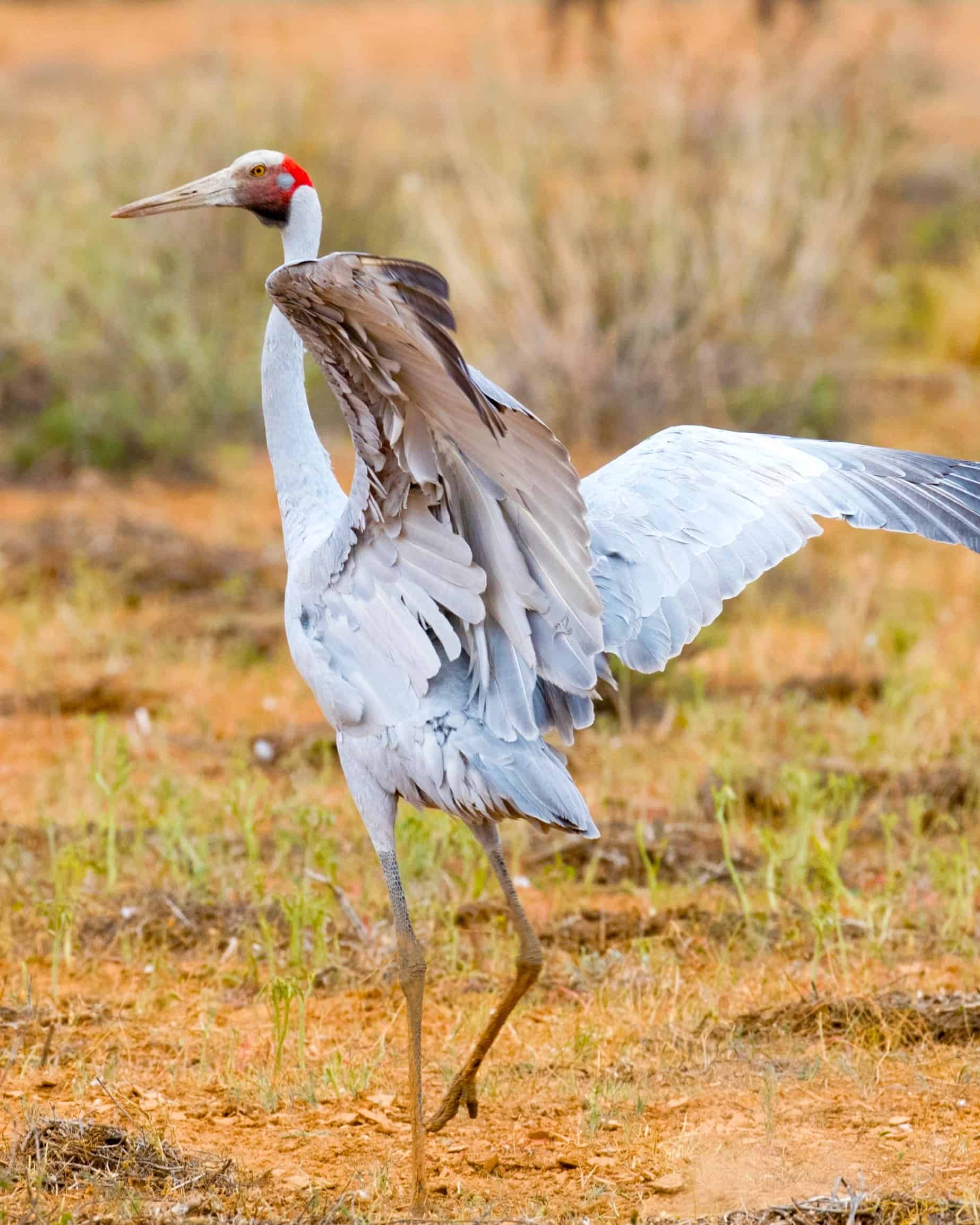 38 Unique Birds With Long Legs