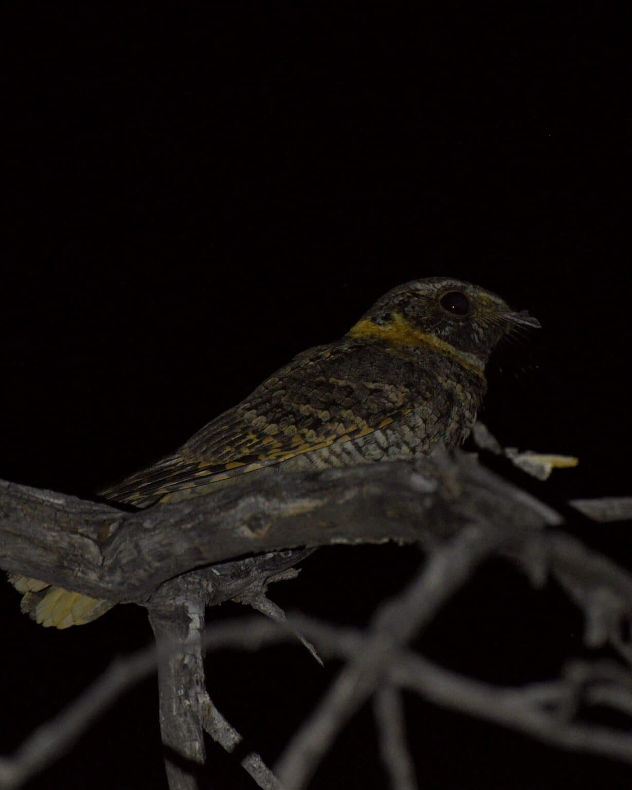 Why Do Birds Chirp at Night? - Bird Helpful