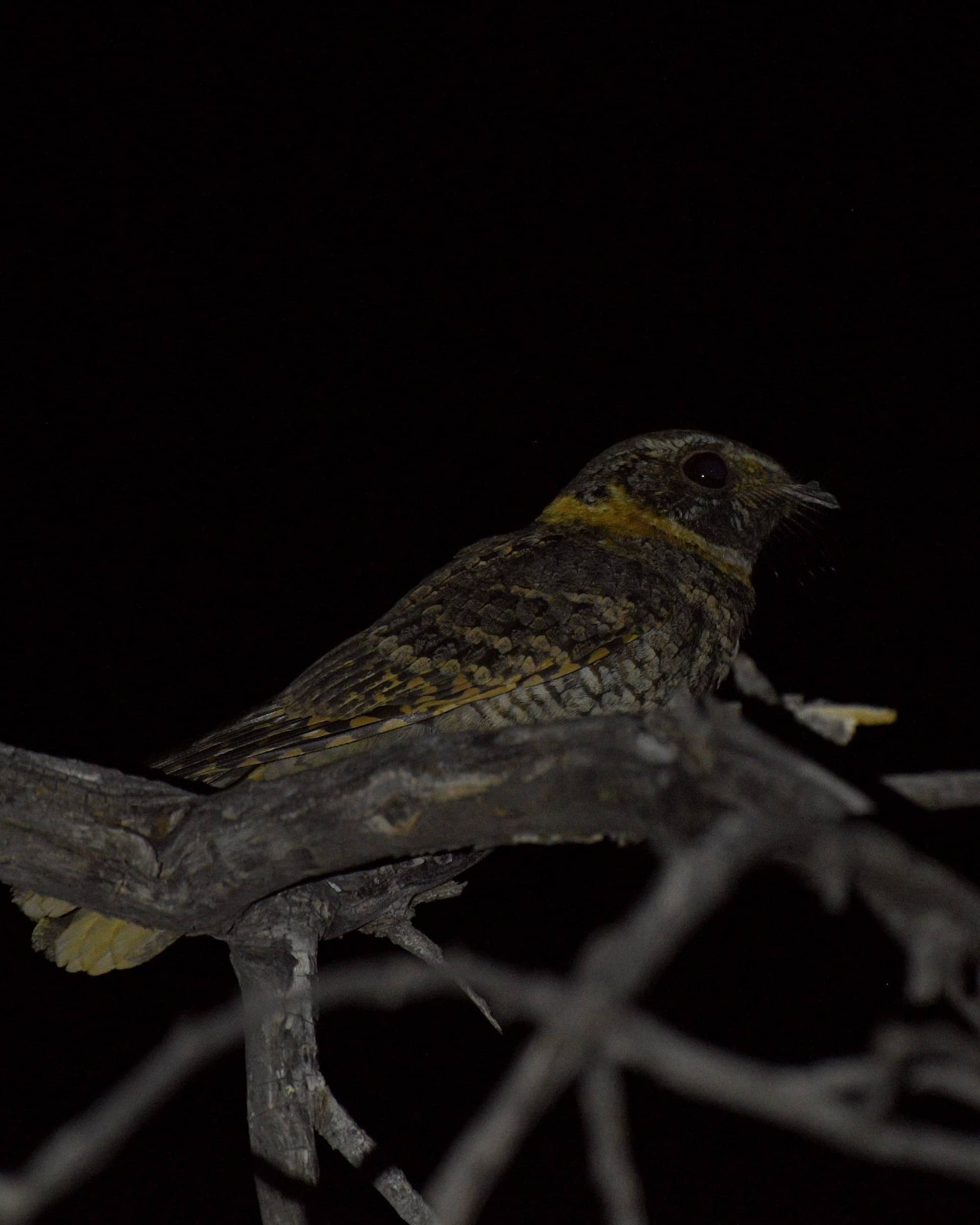 Why Do Birds Chirp at Night? - Bird Helpful