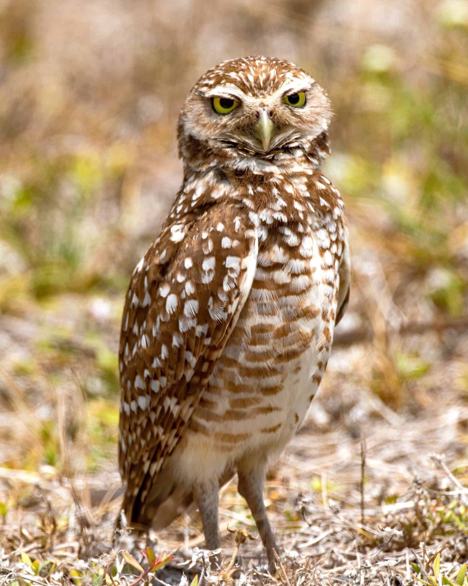 Owl Legs: All You Need to Know! (Pictures & FAQs)