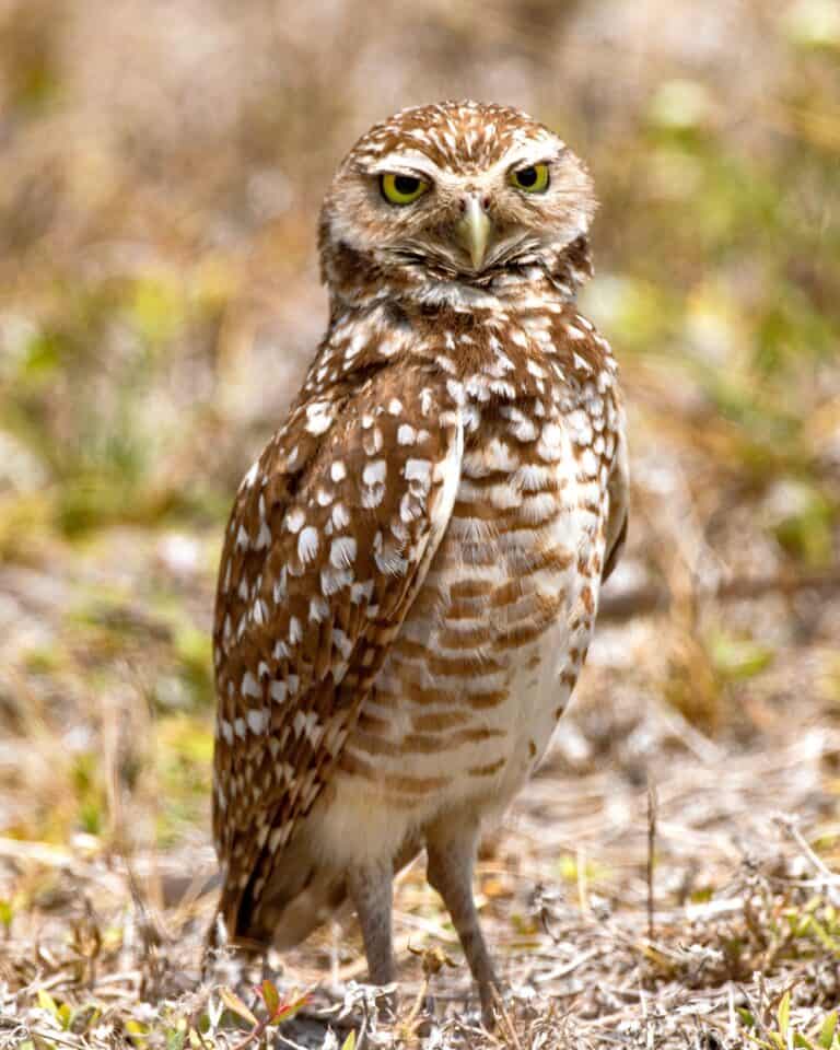 Owl Legs: All You Need to Know! (Pictures & FAQs)