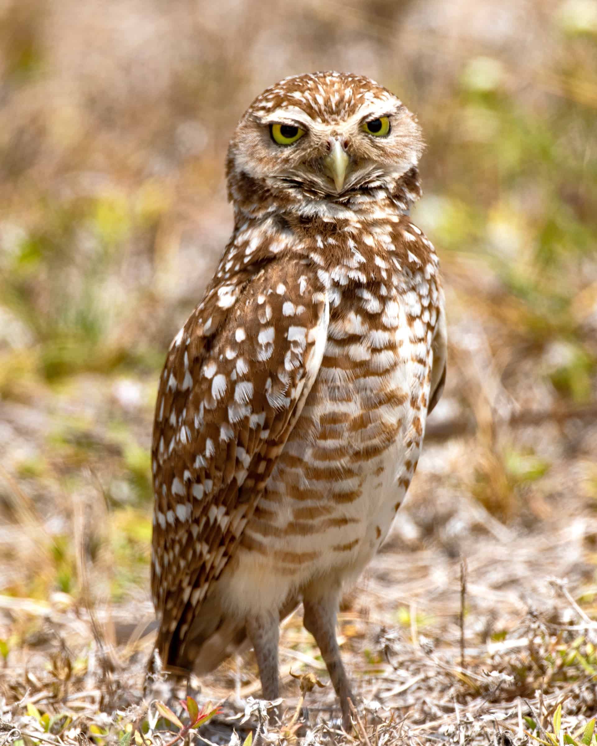 Owl Legs: All You Need to Know! (Pictures & FAQs)