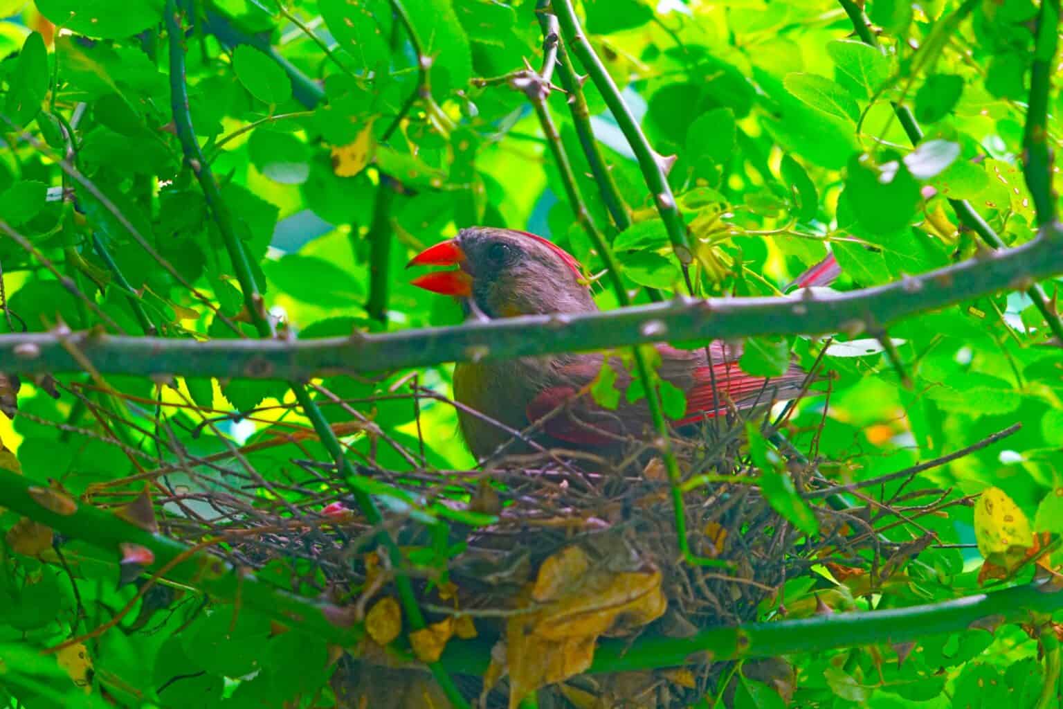 Cardinal Eggs: All You Need to Know (With Pictures)
