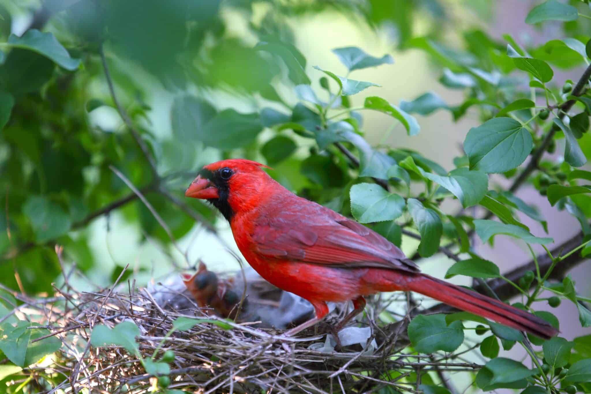 Cardinal Eggs: All You Need to Know (With Pictures)