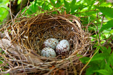 Cardinal Eggs: All You Need to Know (With Pictures)