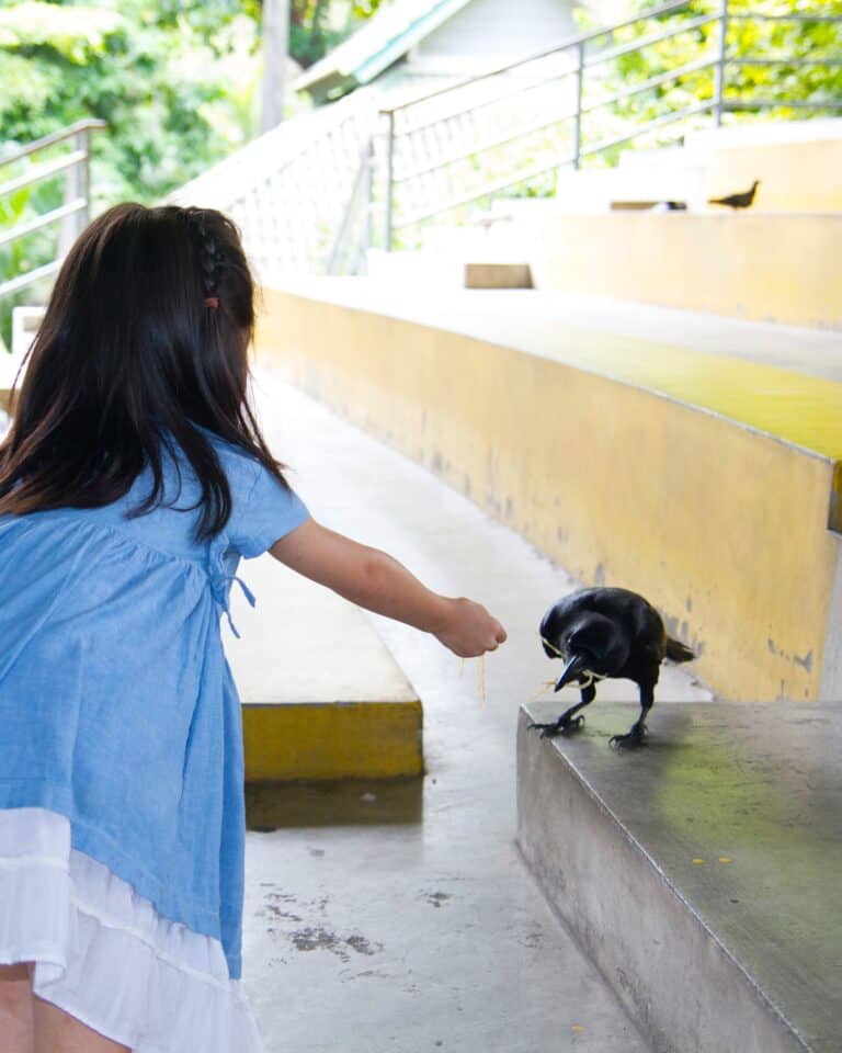 How to Befriend a Crow? (Step-By-Step Guide) - Bird Helpful