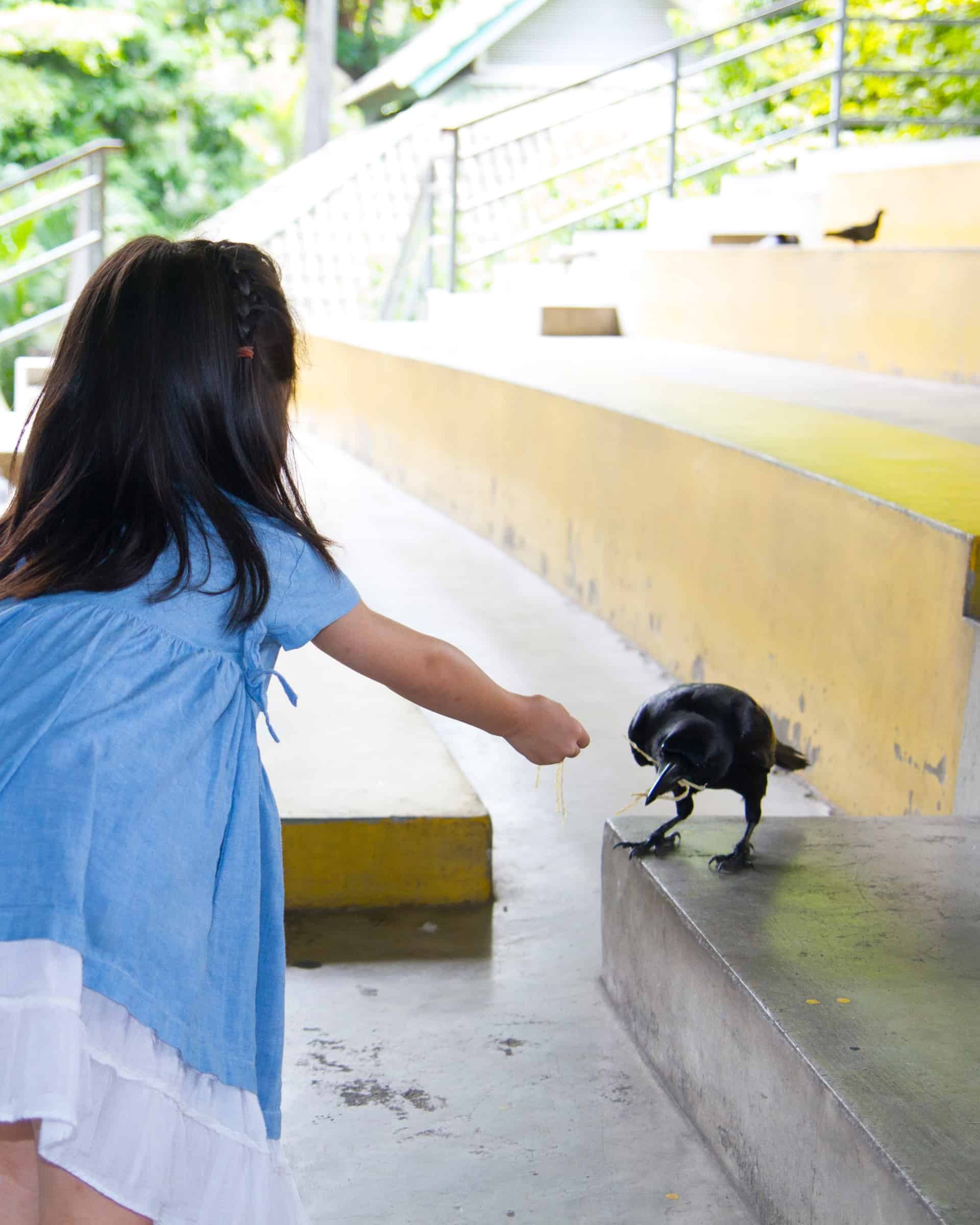 How to Befriend a Crow? (Step-By-Step Guide) - Bird Helpful