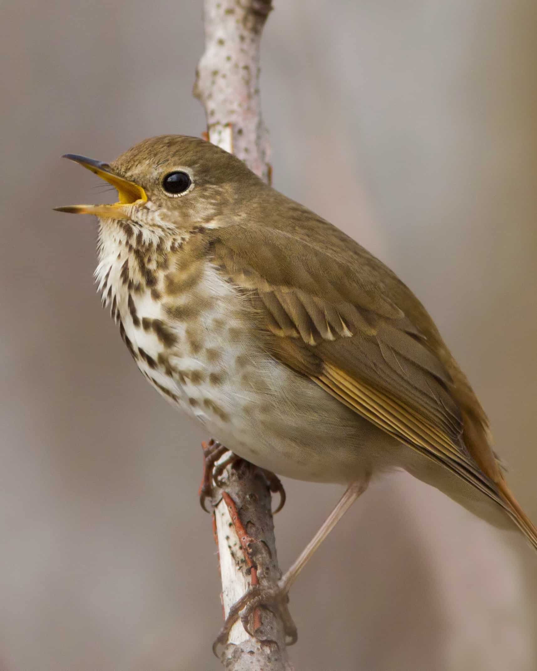 Why Do Birds Chirp at Night? - Bird Helpful