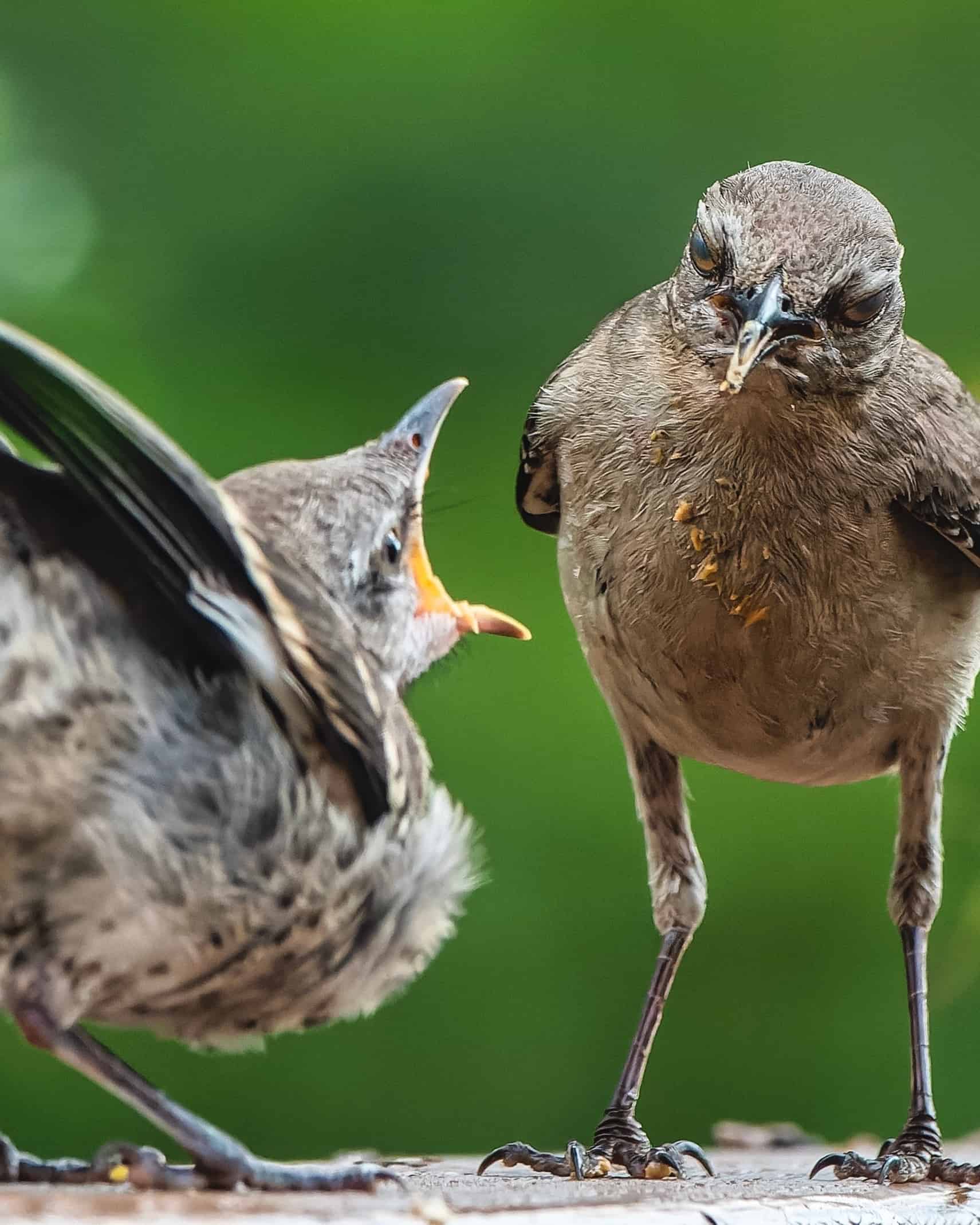 Why Do Birds Chirp at Night? - Bird Helpful
