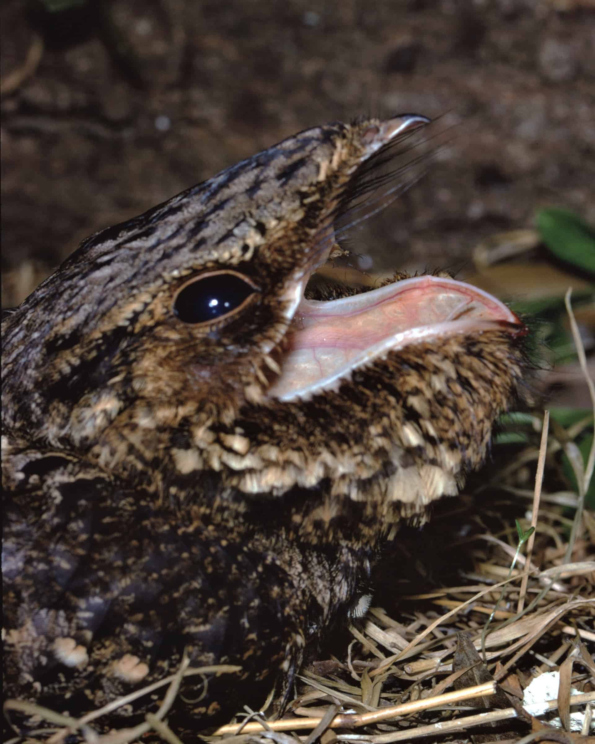 Why Do Birds Chirp at Night? - Bird Helpful