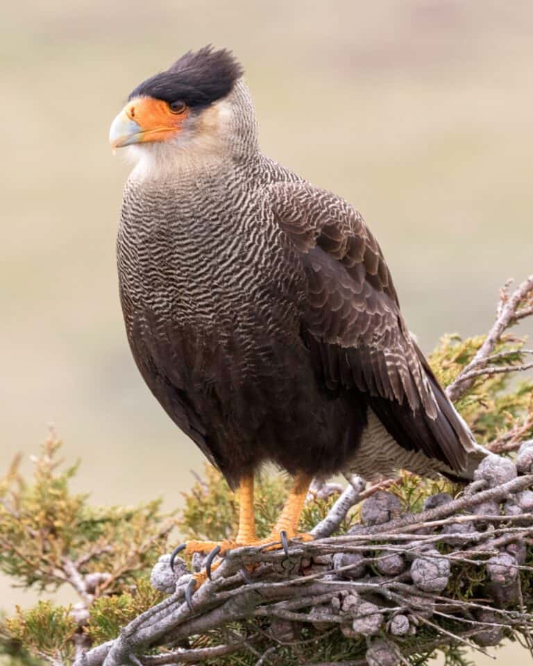 Top 18 Birds With Crests of North America