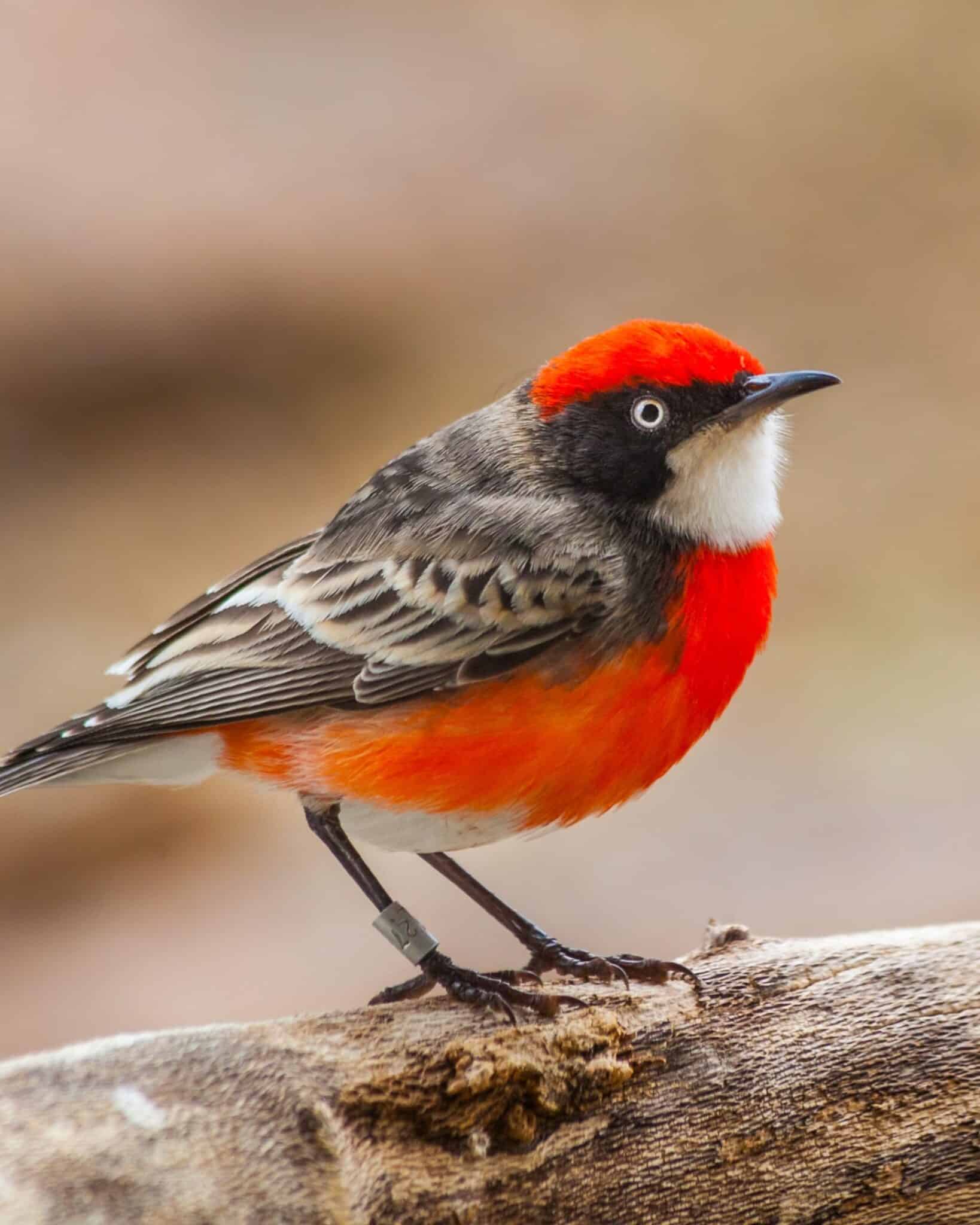 16 Red Birds That Aren’t Cardinals (With Pictures) - Bird Helpful