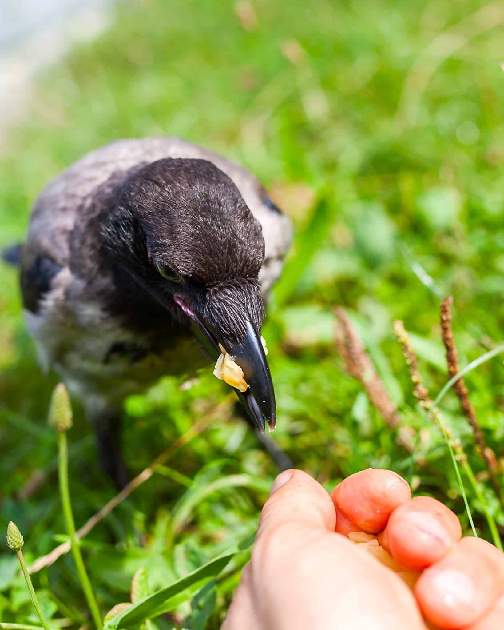 How to Befriend a Crow? (Step-By-Step Guide) - Bird Helpful