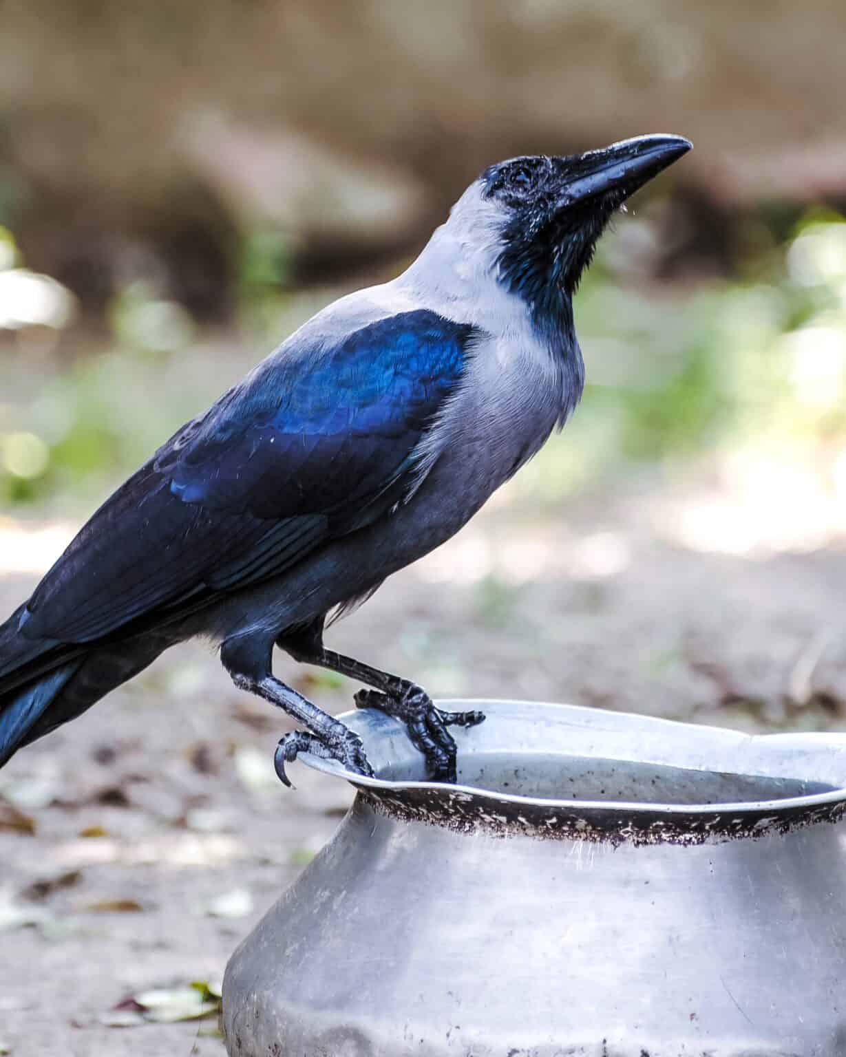 How to Befriend a Crow? (Step-By-Step Guide) - Bird Helpful