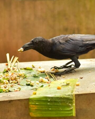 How to Befriend a Crow? (Step-By-Step Guide) - Bird Helpful