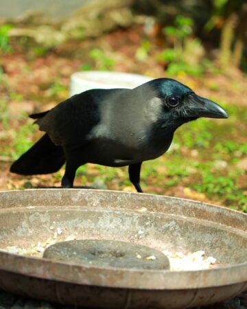 How to Befriend a Crow? (Step-By-Step Guide) - Bird Helpful