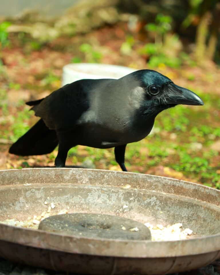 How to Befriend a Crow? (Step-By-Step Guide) - Bird Helpful