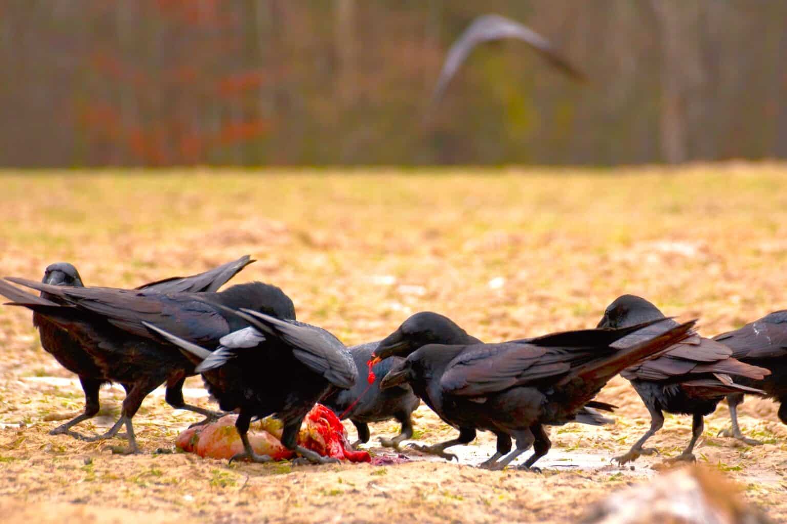 Why Is a Group of Crows Called a Murder? (The Story Behind It)