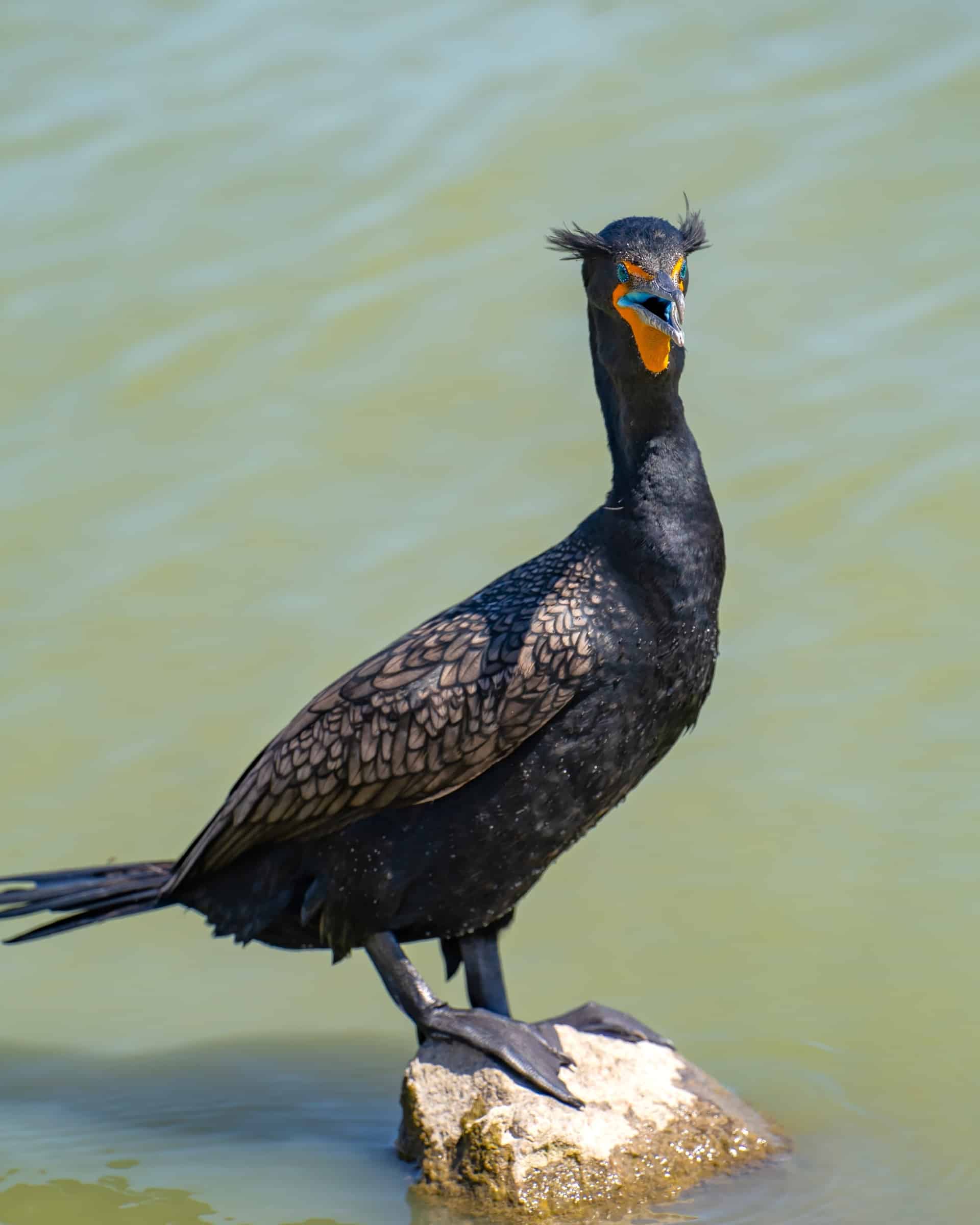 Top 18 Birds With Crests of North America