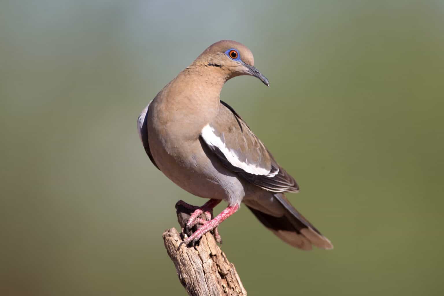 Are All Doves White? - Everything You Need to Know!