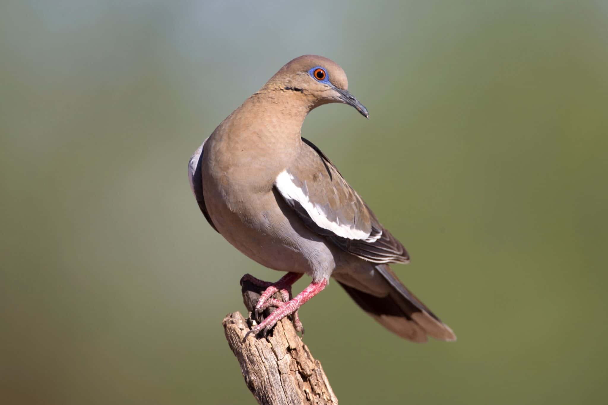 Are All Doves White? - Everything You Need to Know!