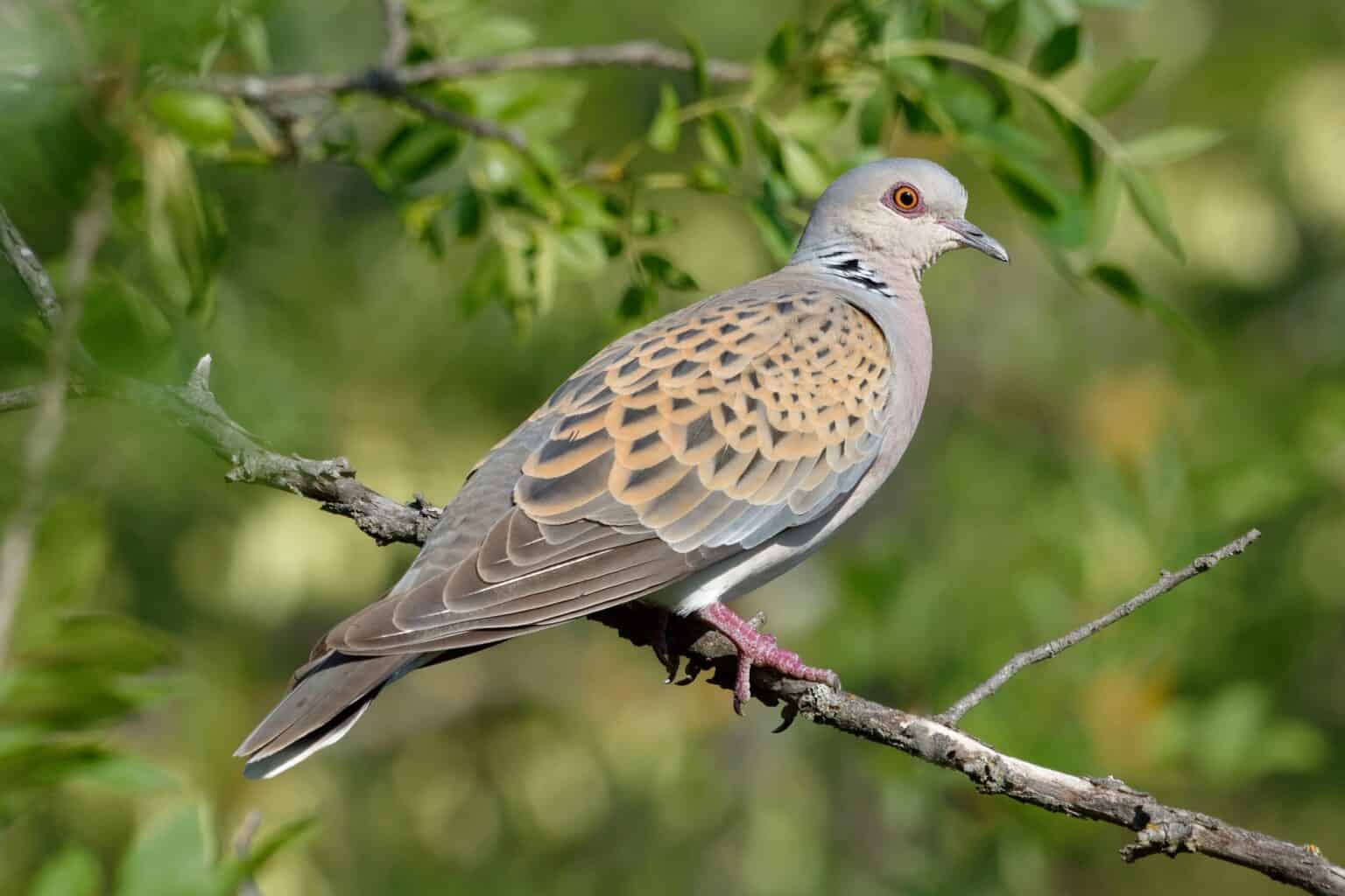 Are All Doves White? - Everything You Need to Know!