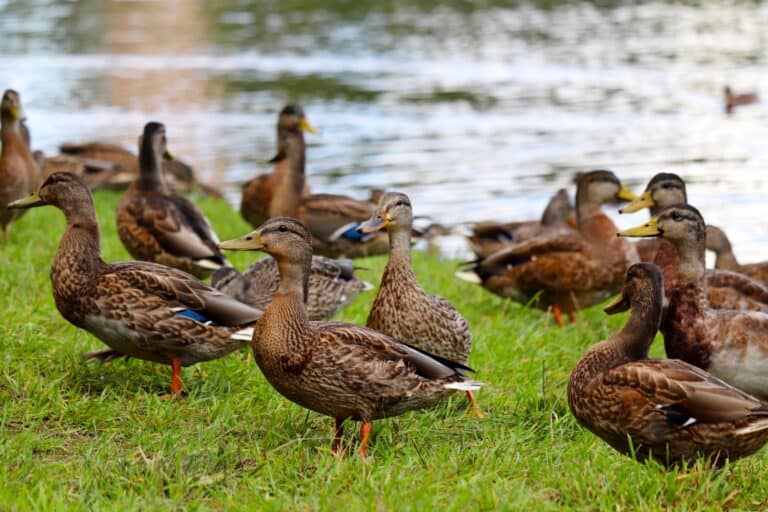 What Is a Group of Ducks Called? (A Complete Guide)