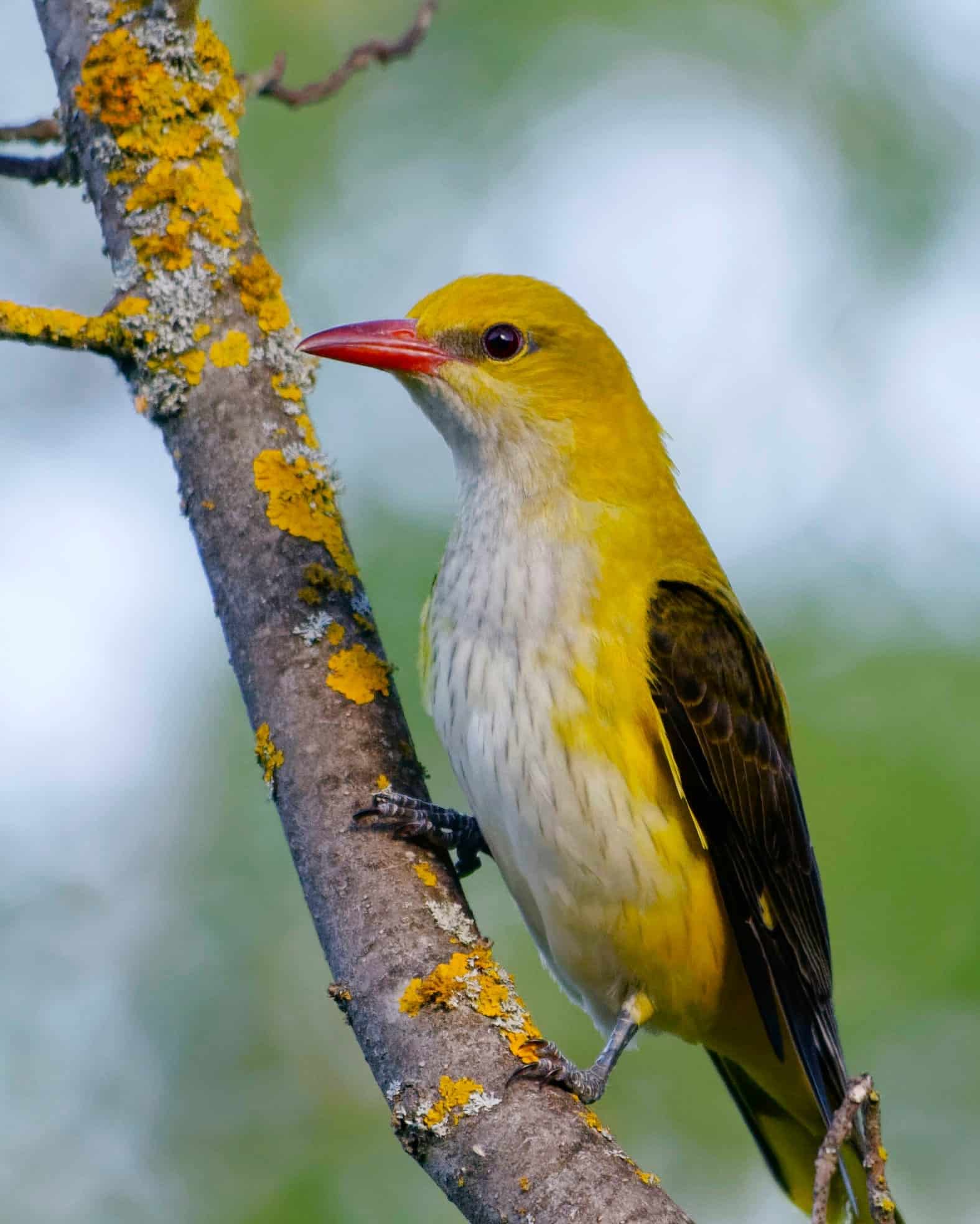 20 Yellow Birds With Black Wings
