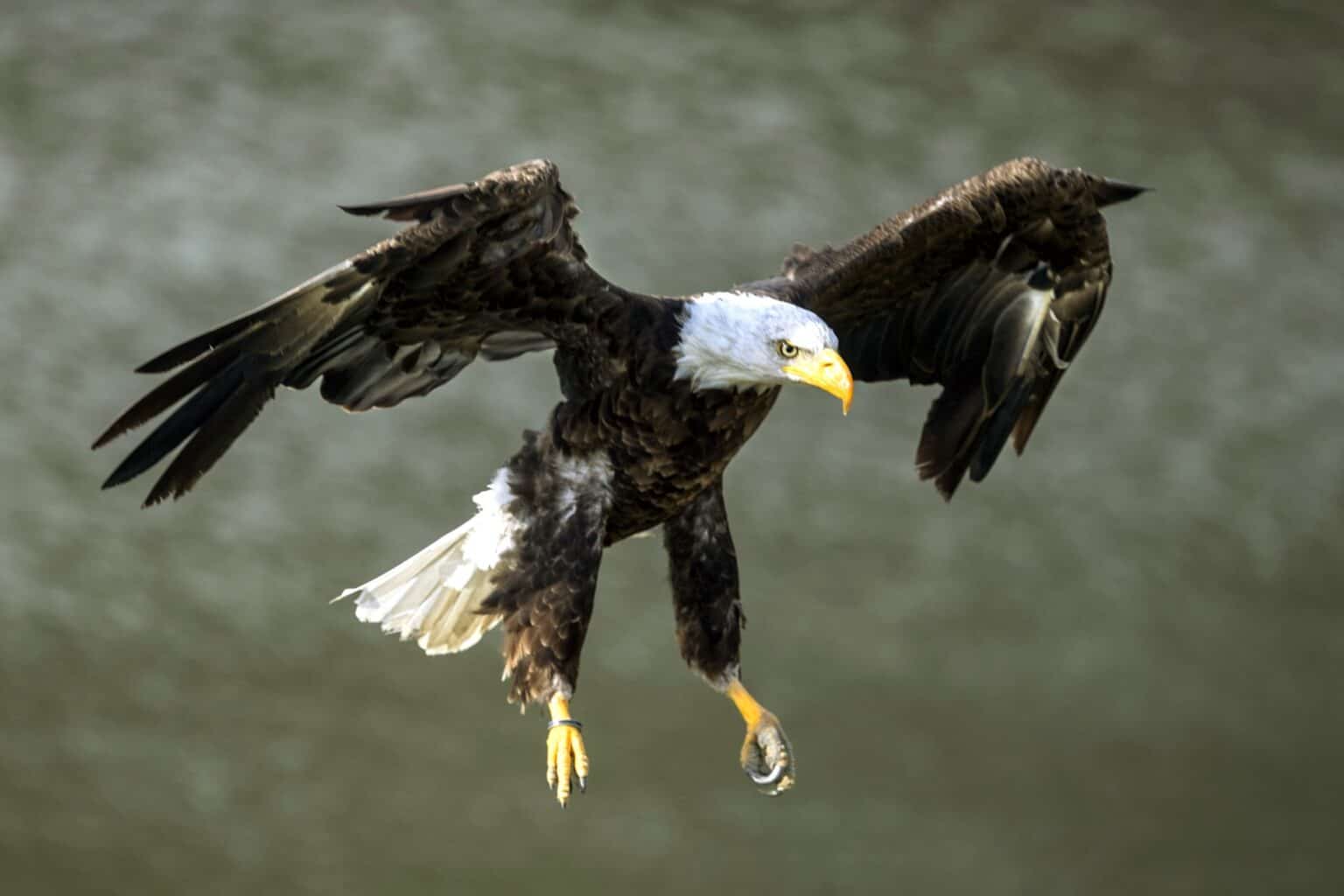 Facts About the Female Bald Eagle (With Pictures)