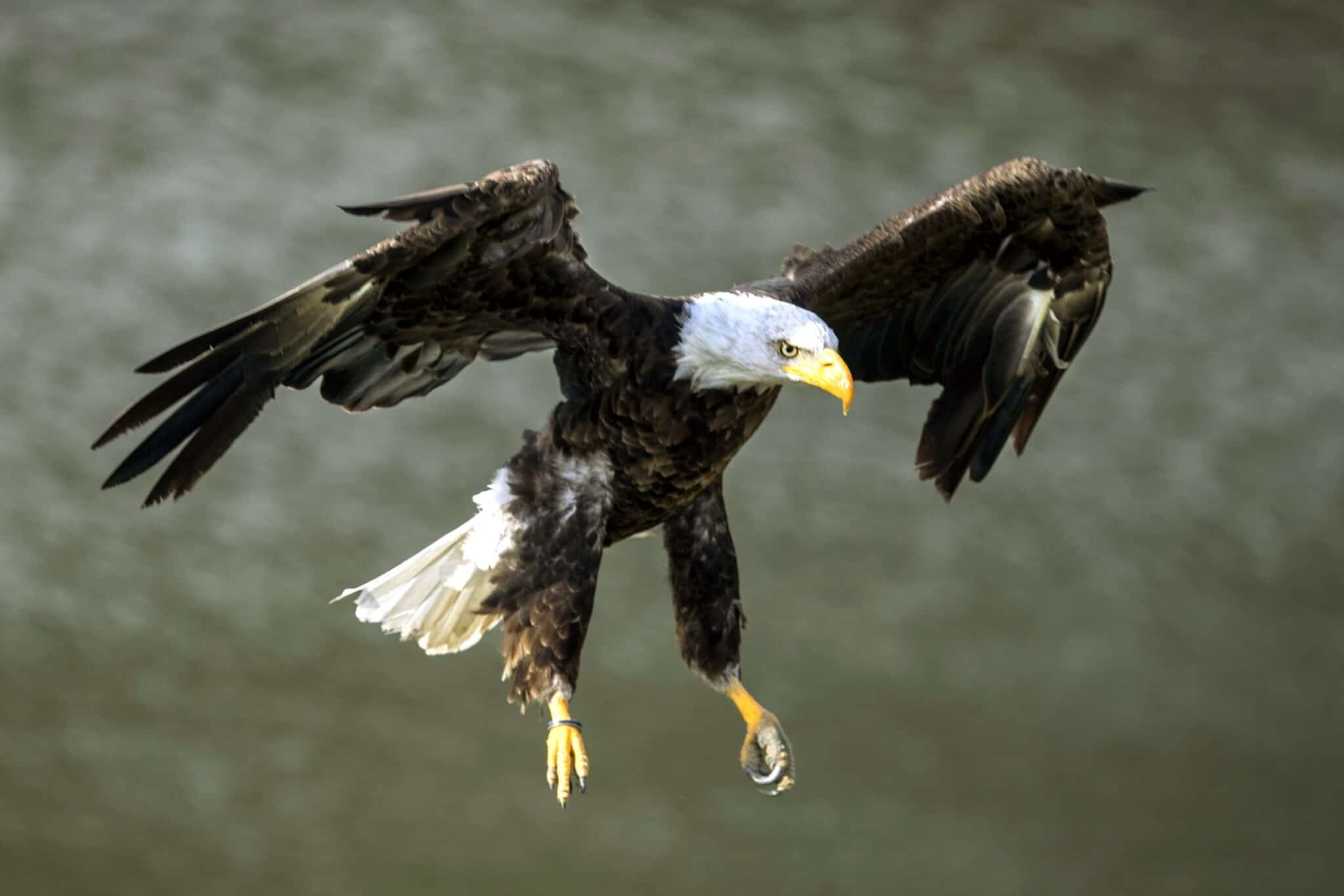 Facts About the Female Bald Eagle (With Pictures)