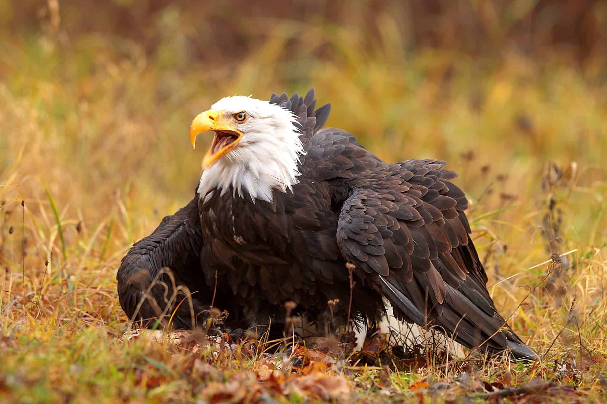 Facts About the Female Bald Eagle (With Pictures)