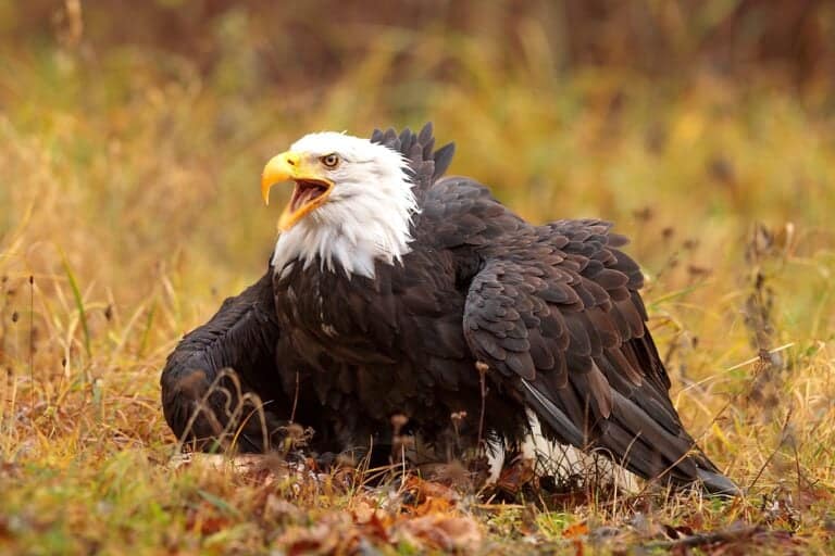 Facts About the Female Bald Eagle (With Pictures)