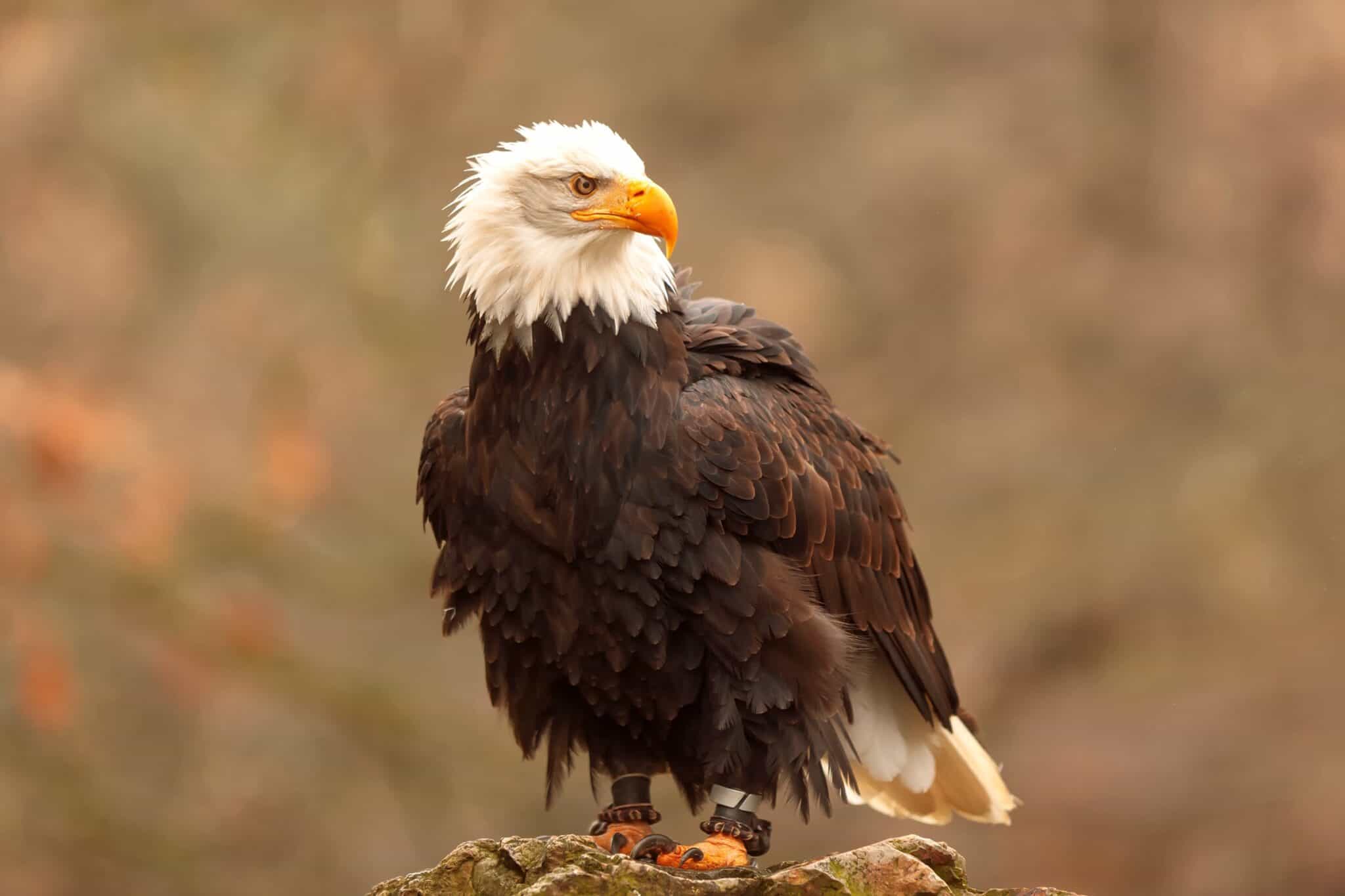 Facts About the Female Bald Eagle (With Pictures)