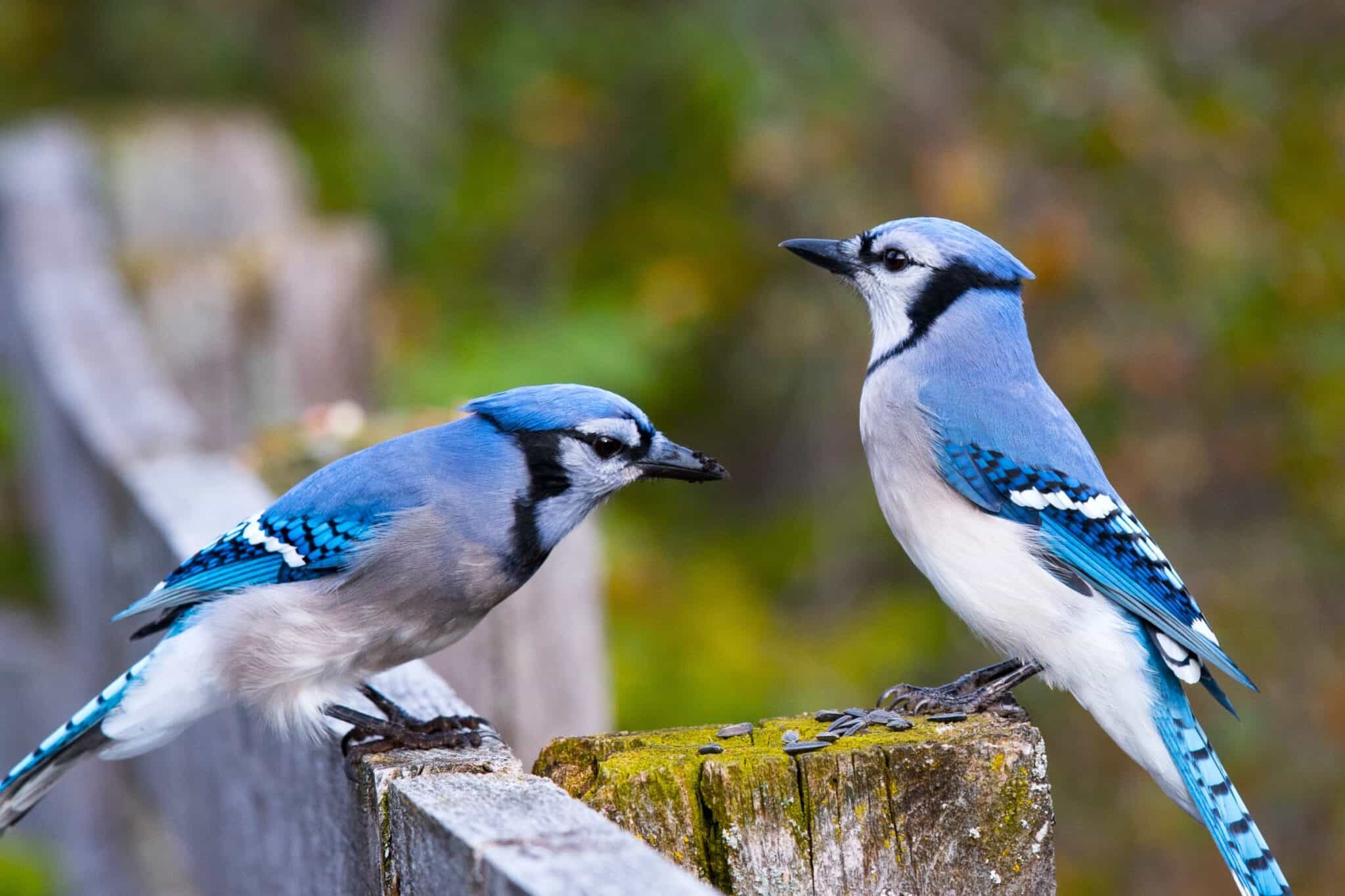 Female Blue Jays: How Different Are They From Males?