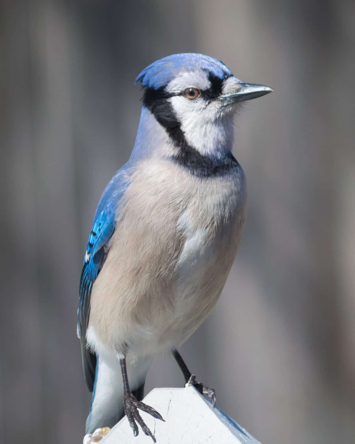 Female Blue Jays: How Different Are They From Males?