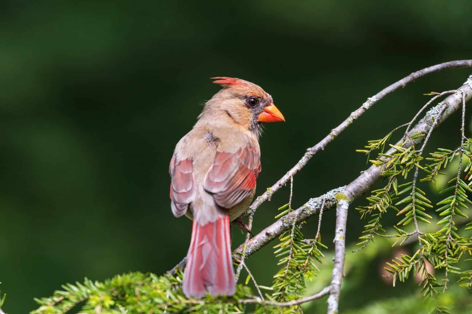 Male vs. Female Cardinals: What’s the Difference? - Bird Helpful