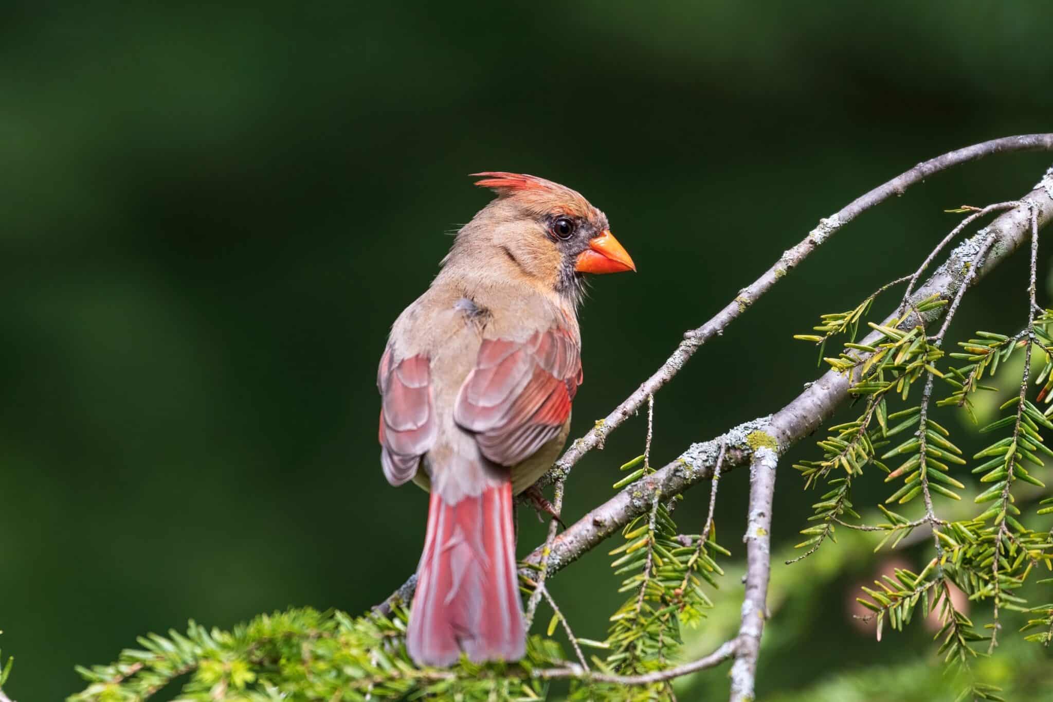Male vs. Female Cardinals: What’s the Difference? - Bird Helpful